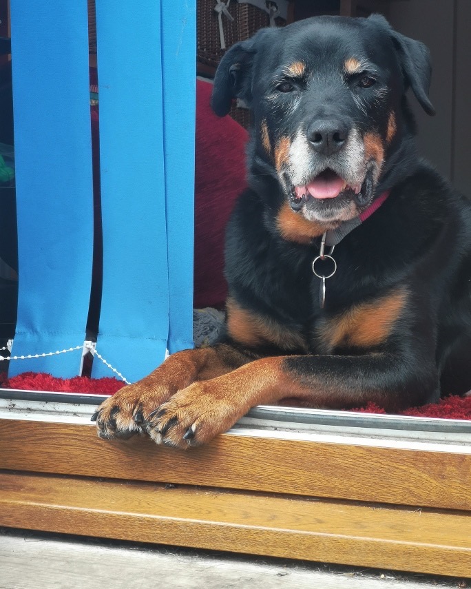 Lessons in Boundaries (from a grumpy old Rottweiler) - The Growing Club